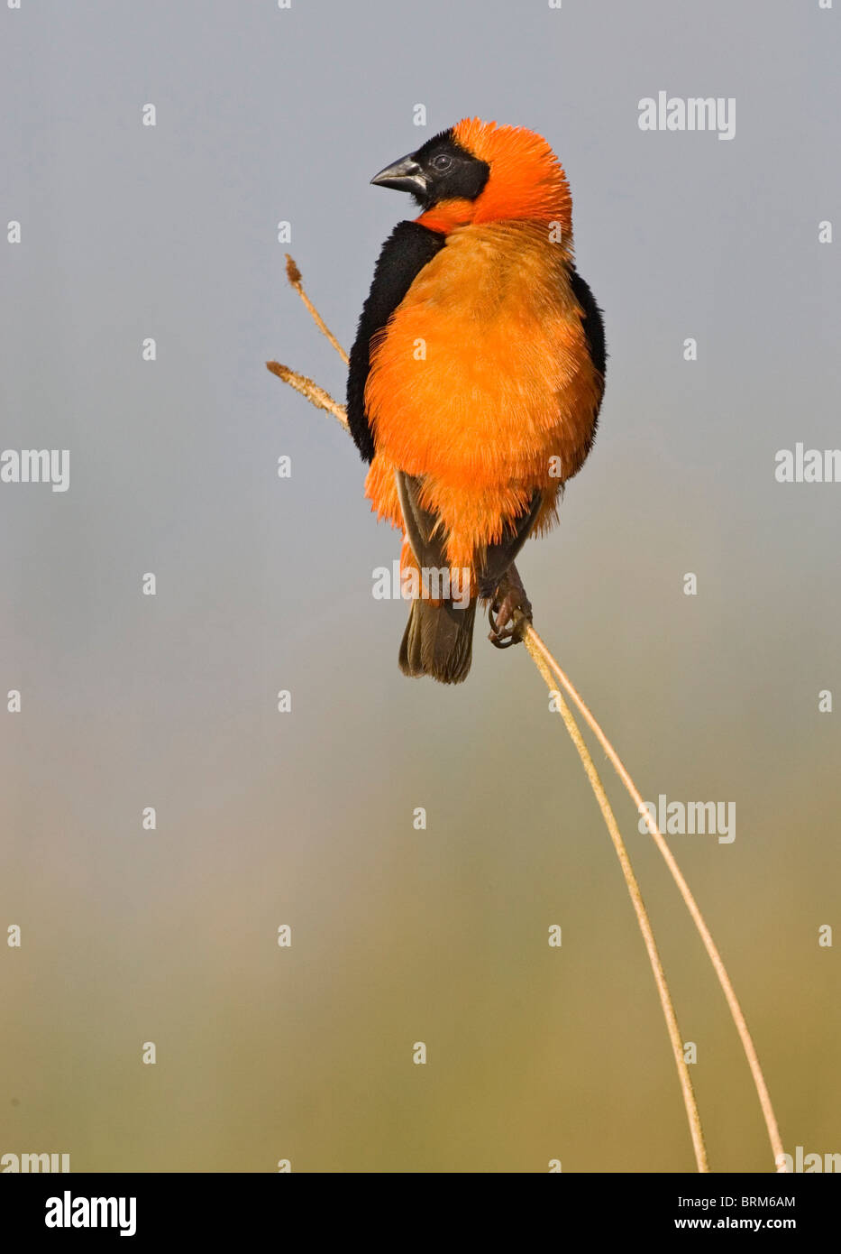 Stalk bird hi-res stock photography and images - Alamy