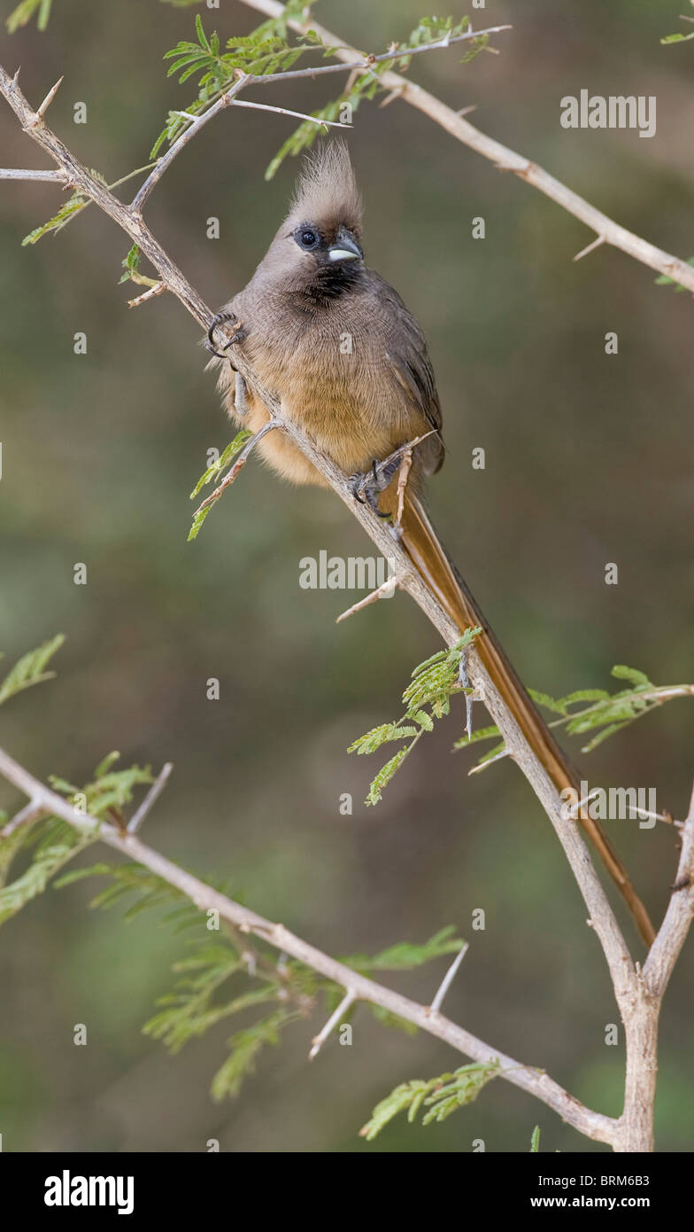 Speckled mousebird perched in thorn tree Stock Photo - Alamy