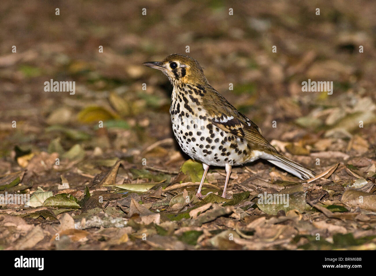Ground thrush hi-res stock photography and images - Alamy