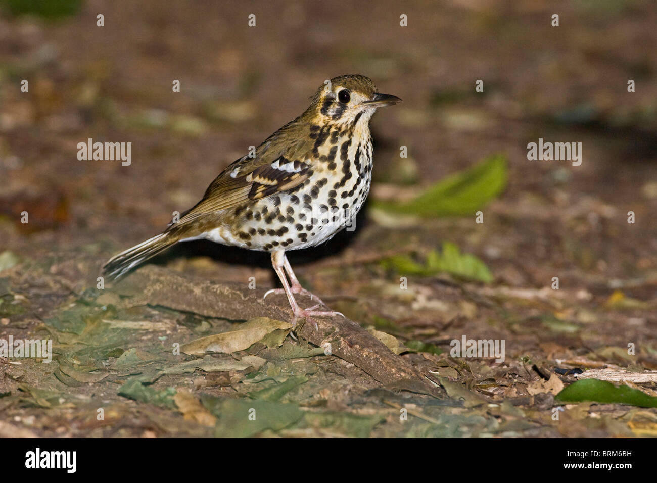 South africa thrush hi-res stock photography and images - Alamy