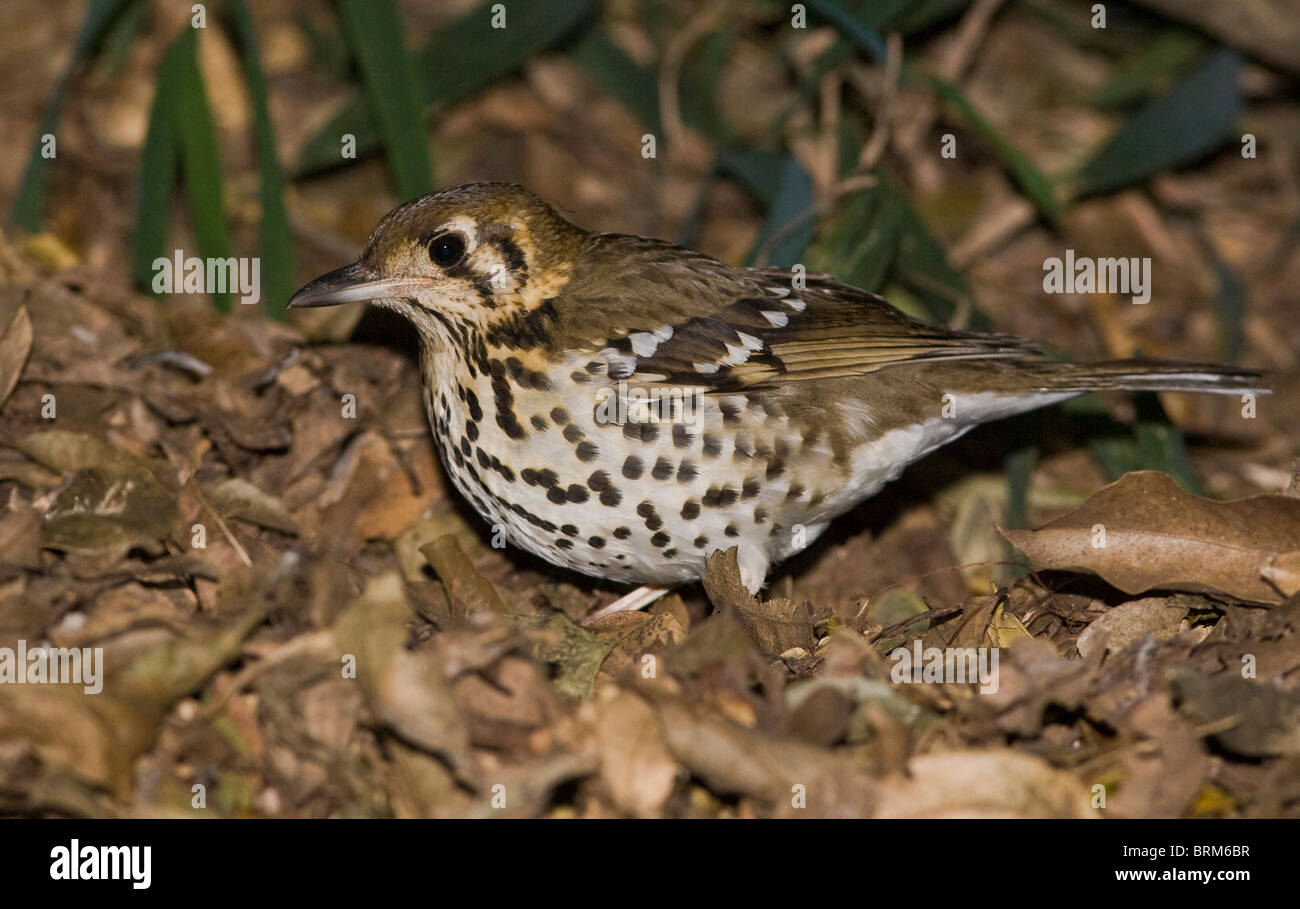 South africa thrush hi-res stock photography and images - Alamy