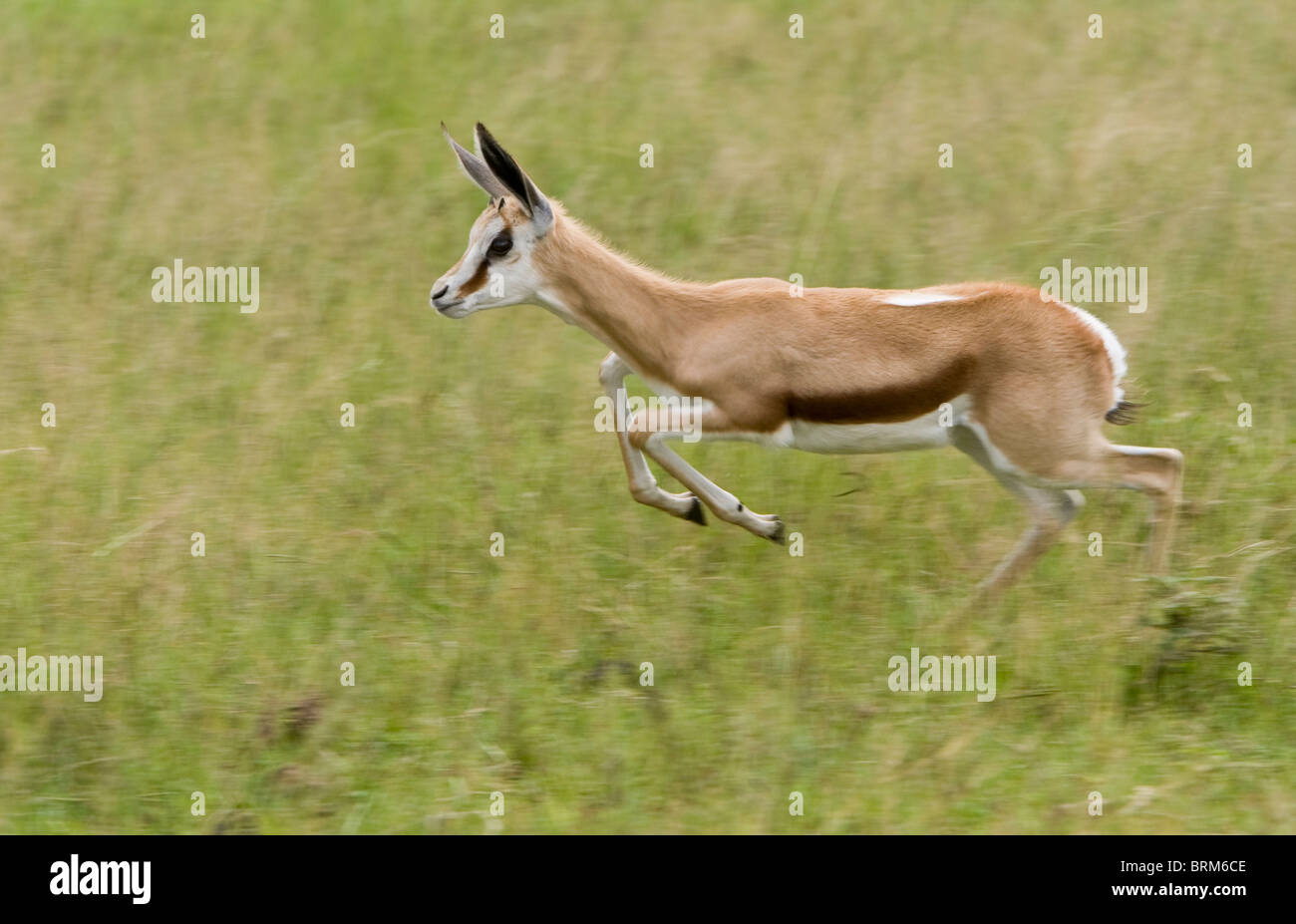 Springbok running hi-res stock photography and images - Alamy
