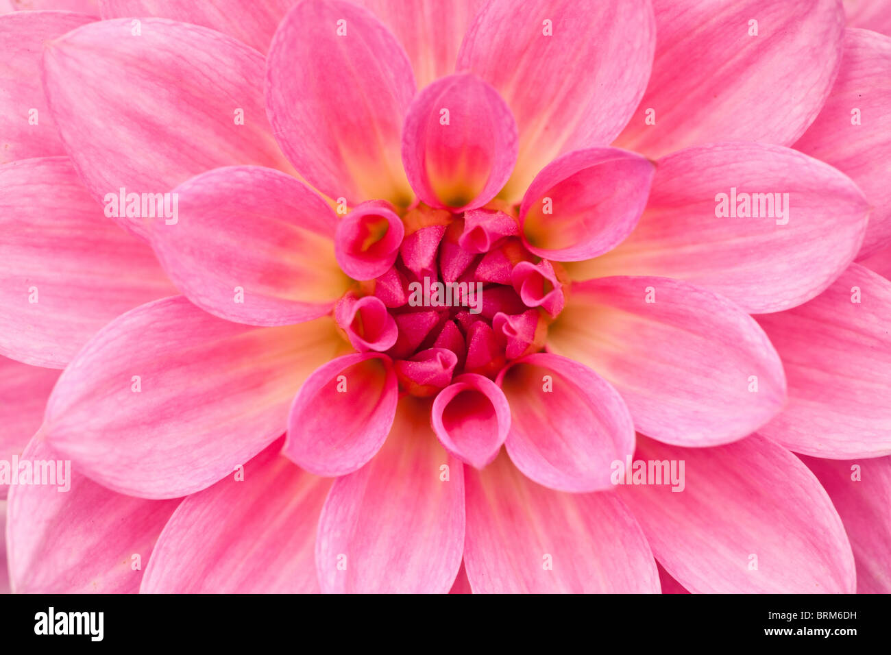 Pink flower close up Stock Photo - Alamy