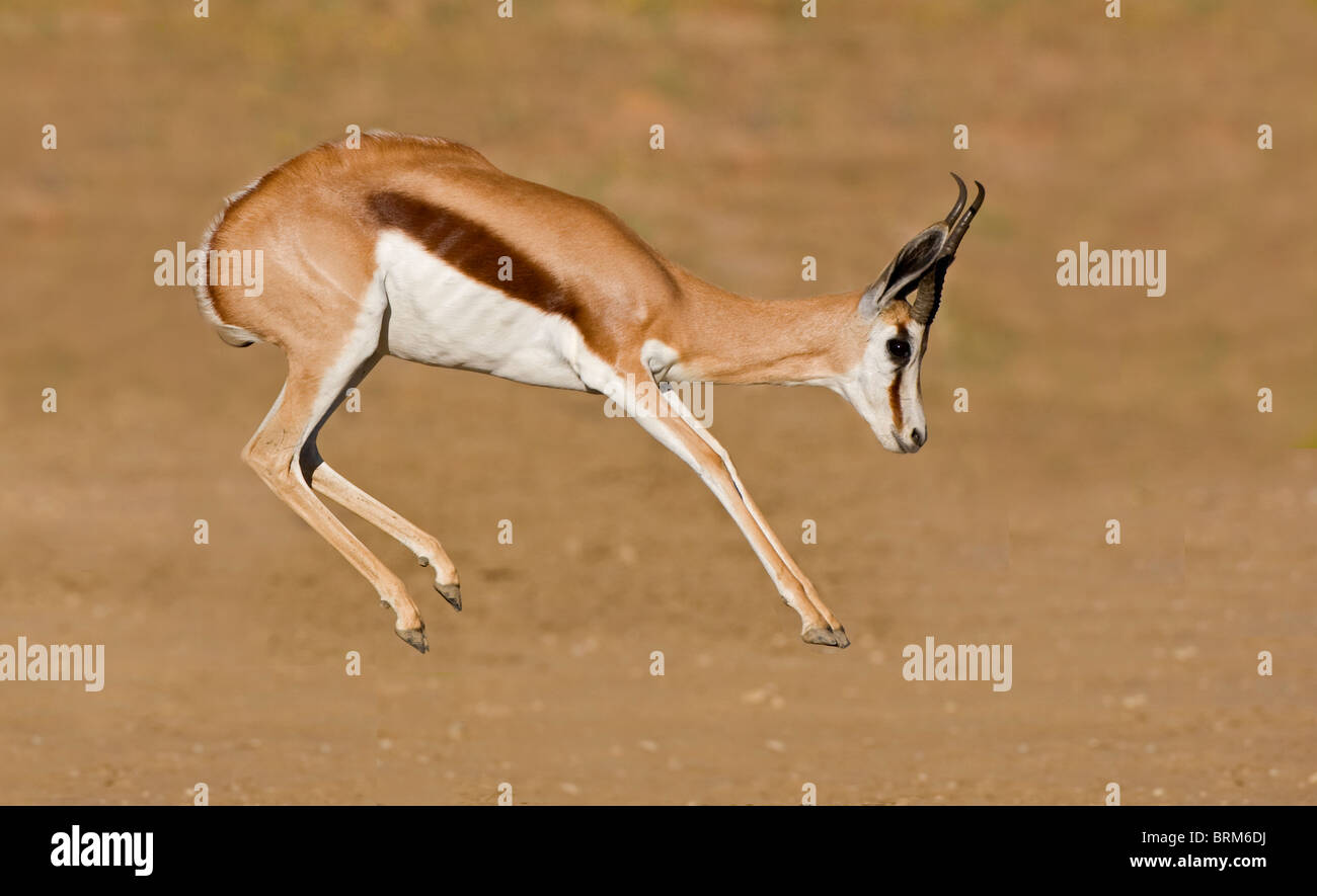 Springbok jumping south africa hi-res stock photography and images - Alamy