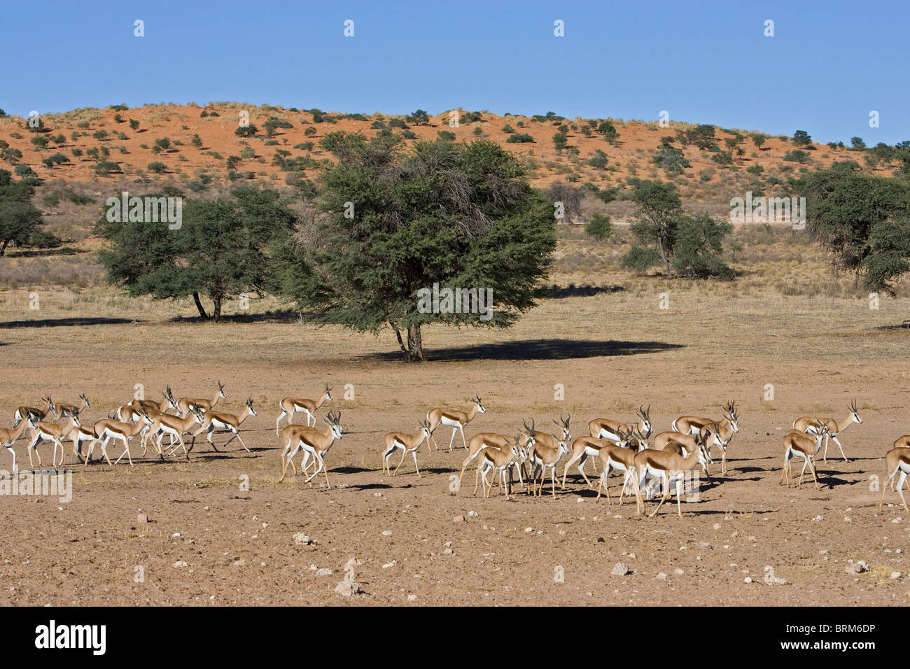 Herd hi-res stock photography and images - Alamy