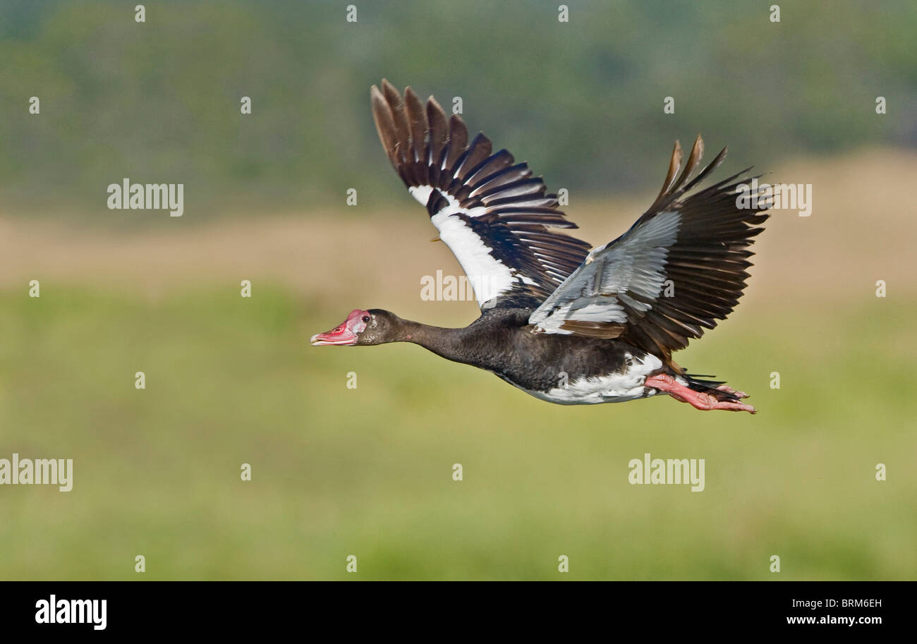 Spur-winged goose in flight Stock Photo - Alamy