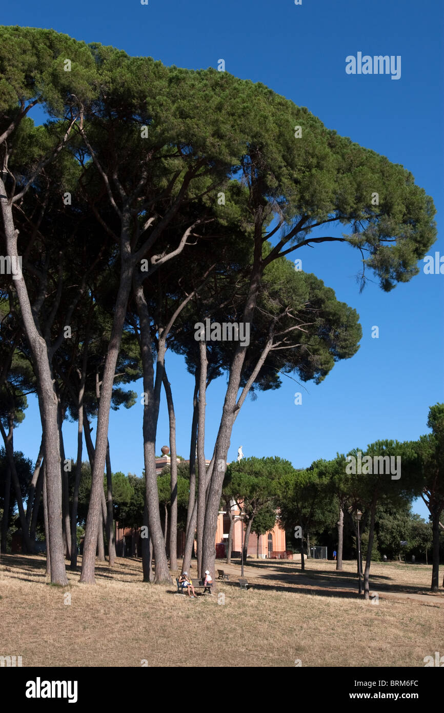 Group of pines trees Villa Pamphilj Rome Italy Stock Photo - Alamy