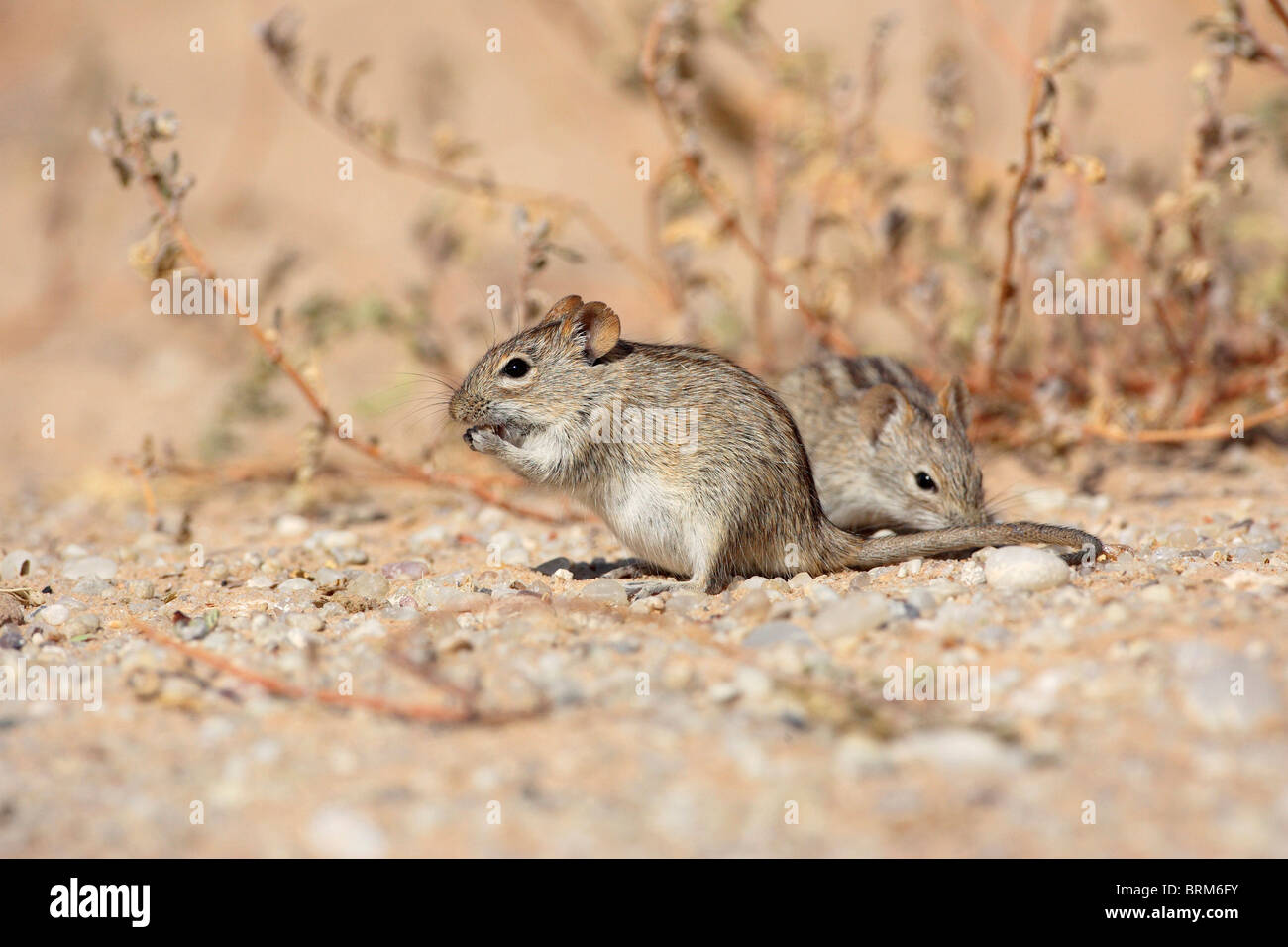 Striped Mouse in desert environment Stock Photo - Alamy