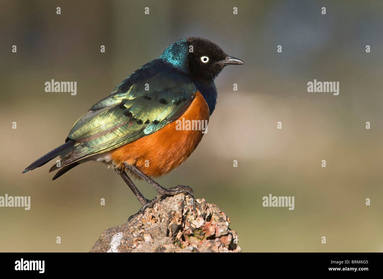 Superb starling hi-res stock photography and images - Alamy