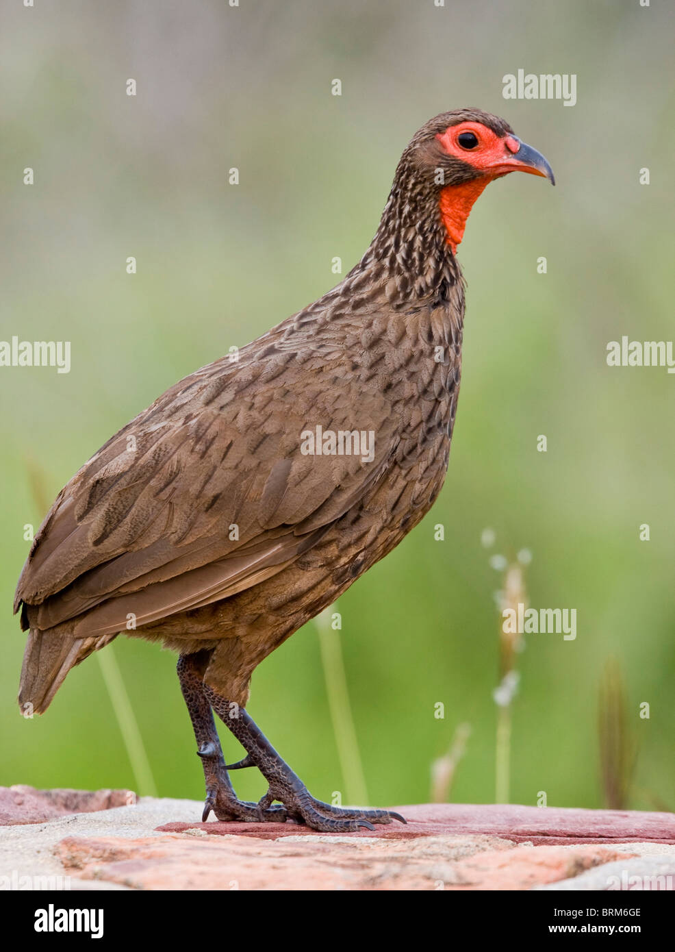 Spurfowl hi-res stock photography and images - Alamy