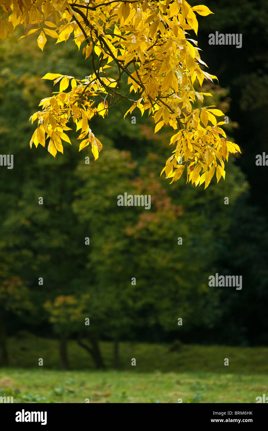 Yellow tree branch Stock Photo - Alamy