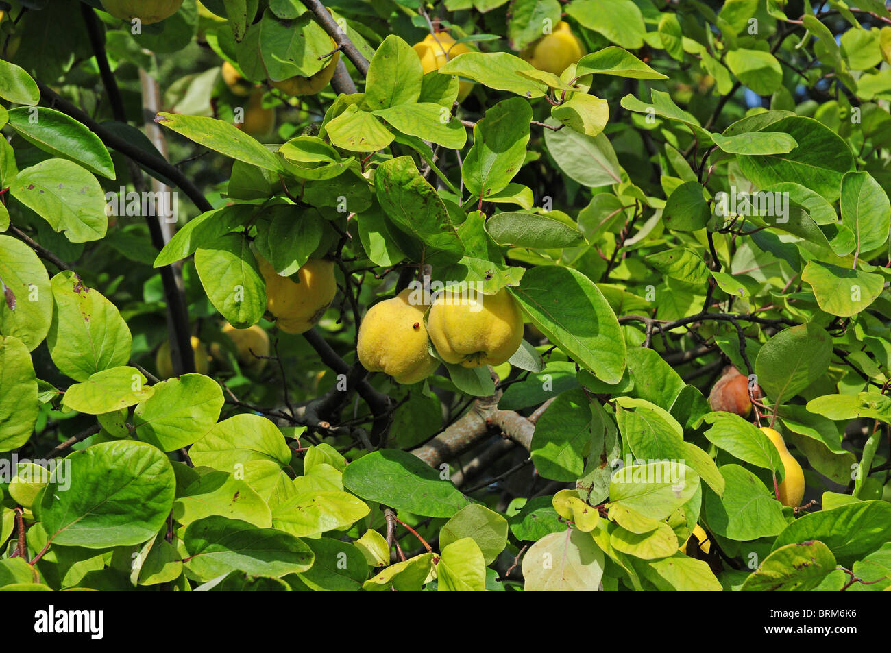 Quinces Cydonia Oblonga At Tree High Resolution Stock Photography and ...