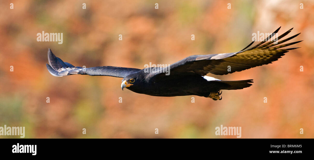 Caucasian Eagle Size