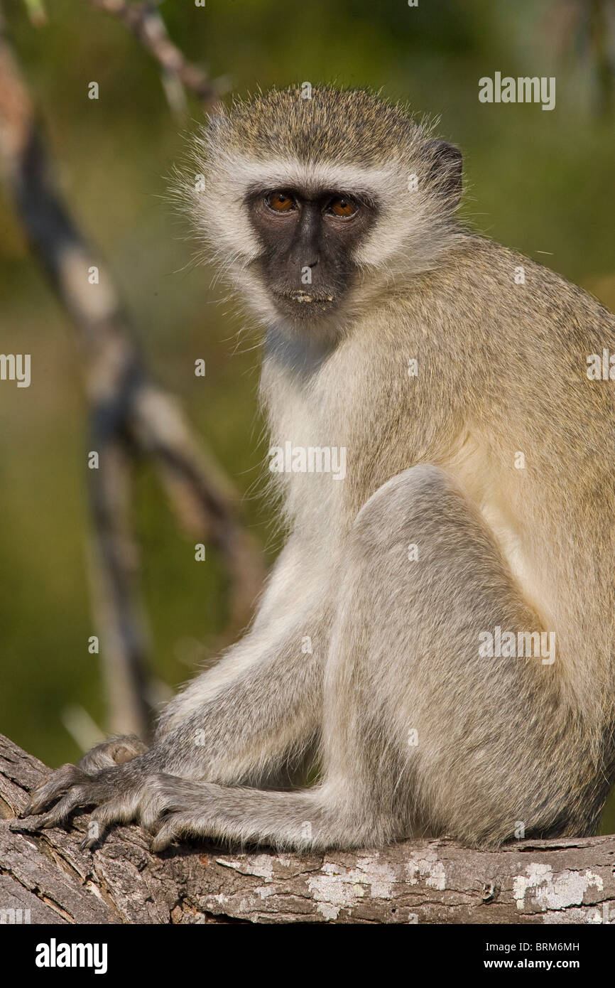 South africa monkey hi-res stock photography and images - Alamy