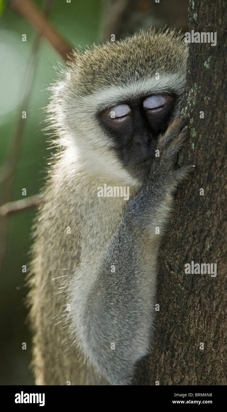 Vervet monkey sleeping tree hi-res stock photography and images - Alamy