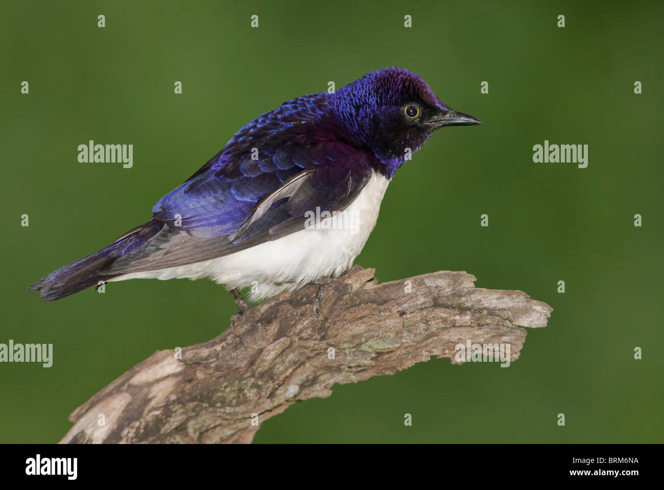 Violet backed starling hi-res stock photography and images - Alamy