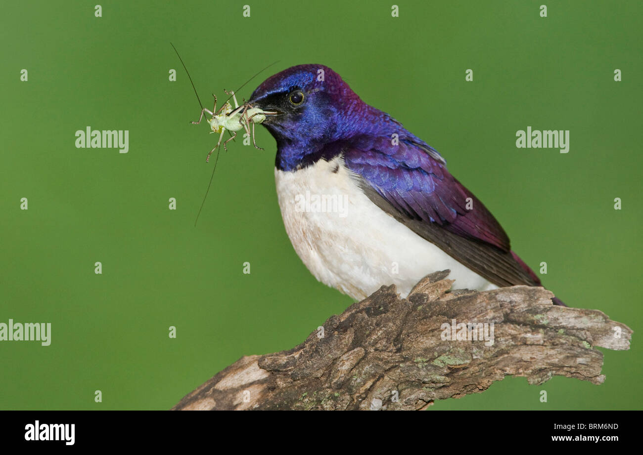 Insect in the beak hi-res stock photography and images - Alamy