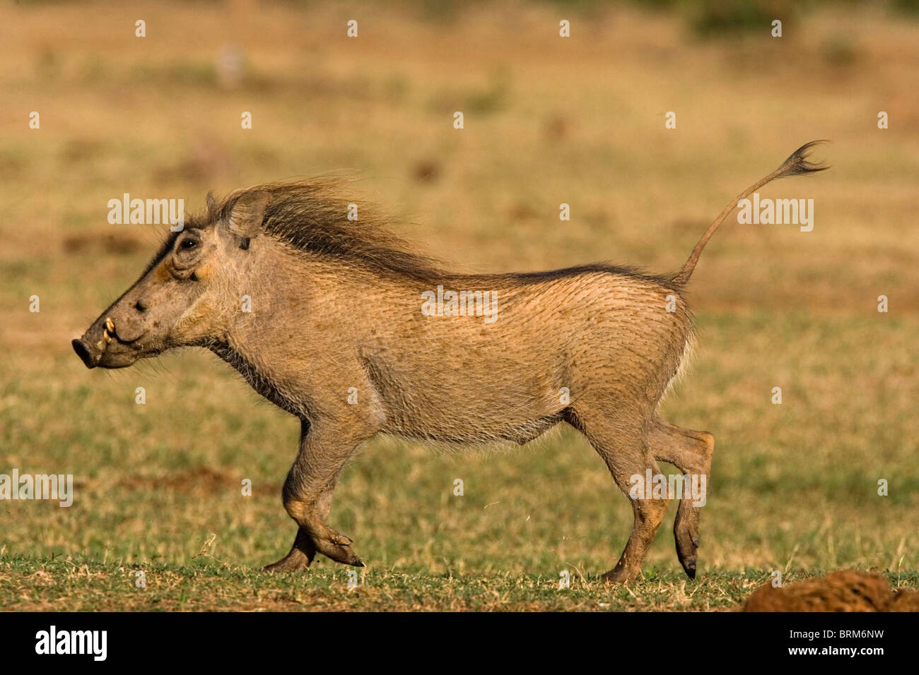 Baby Warthog Running