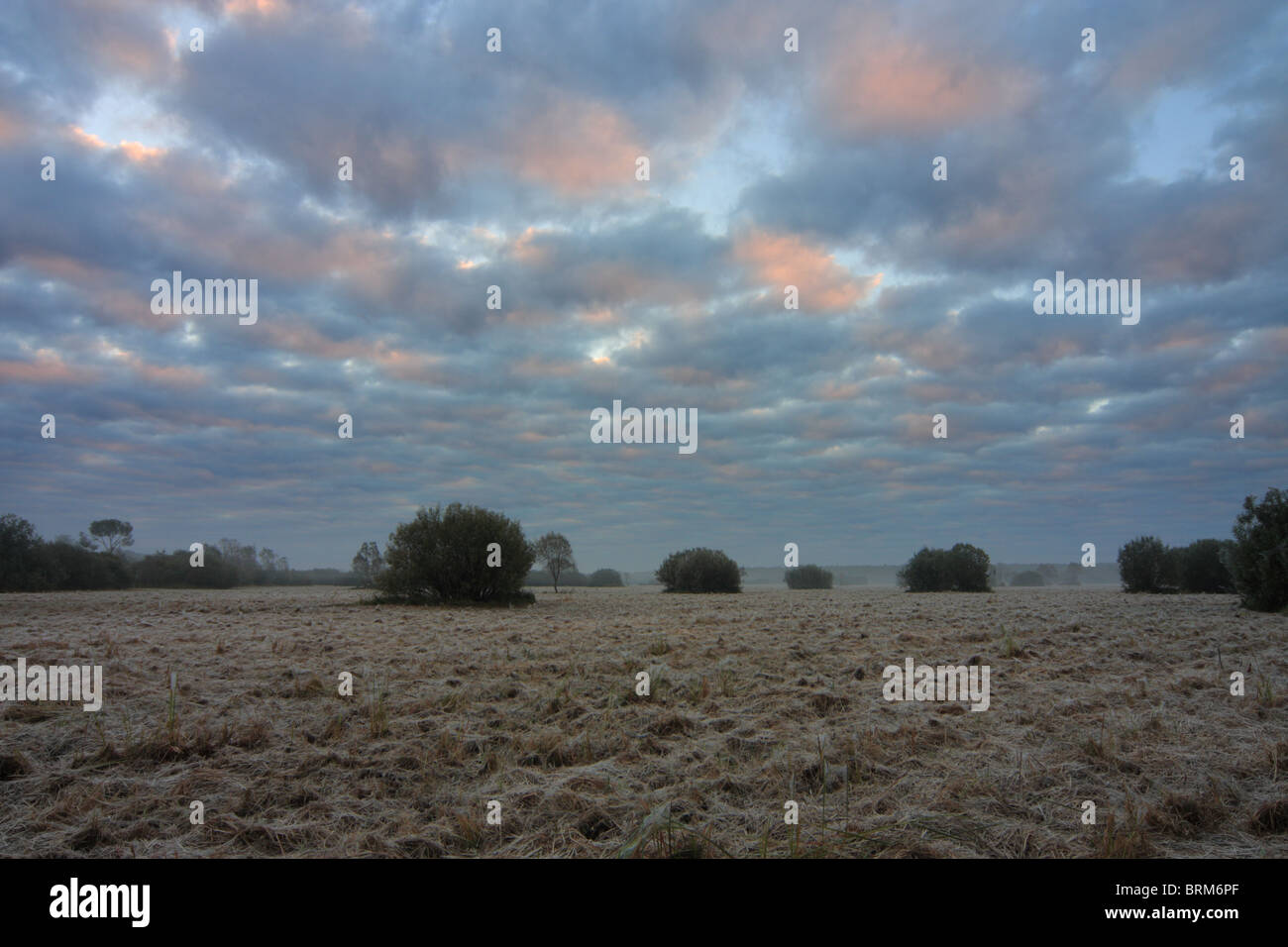 Cool autumn moment in glade, Alam-Pedja Nature Reserve, estonia Stock ...