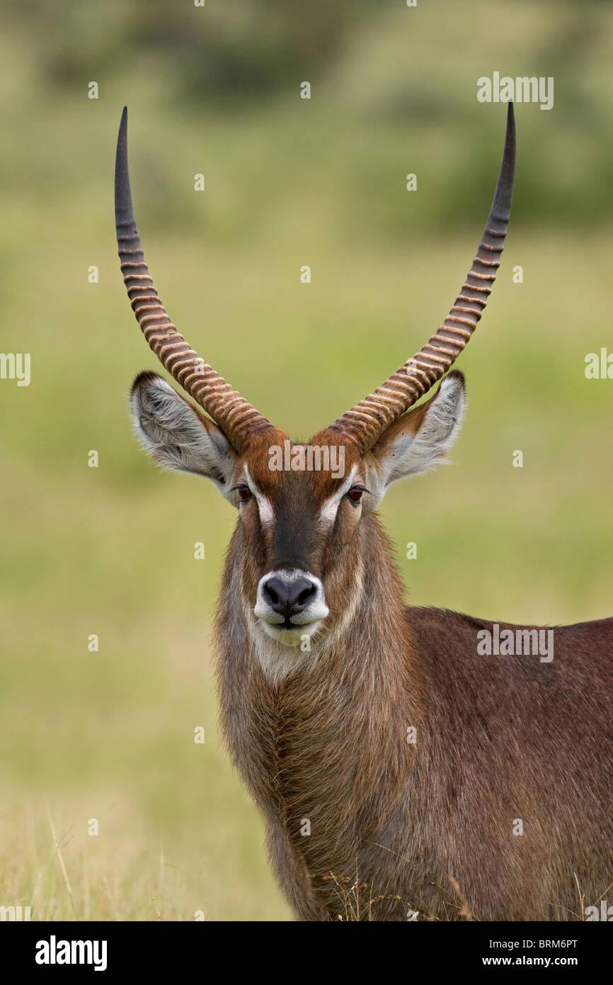 Waterbuck hi-res stock photography and images - Alamy