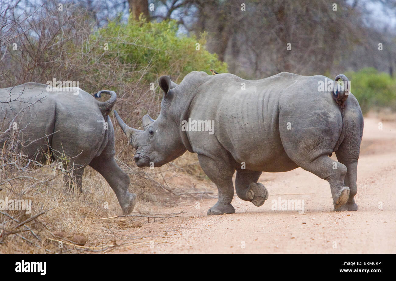 Running into bush hi-res stock photography and images - Alamy