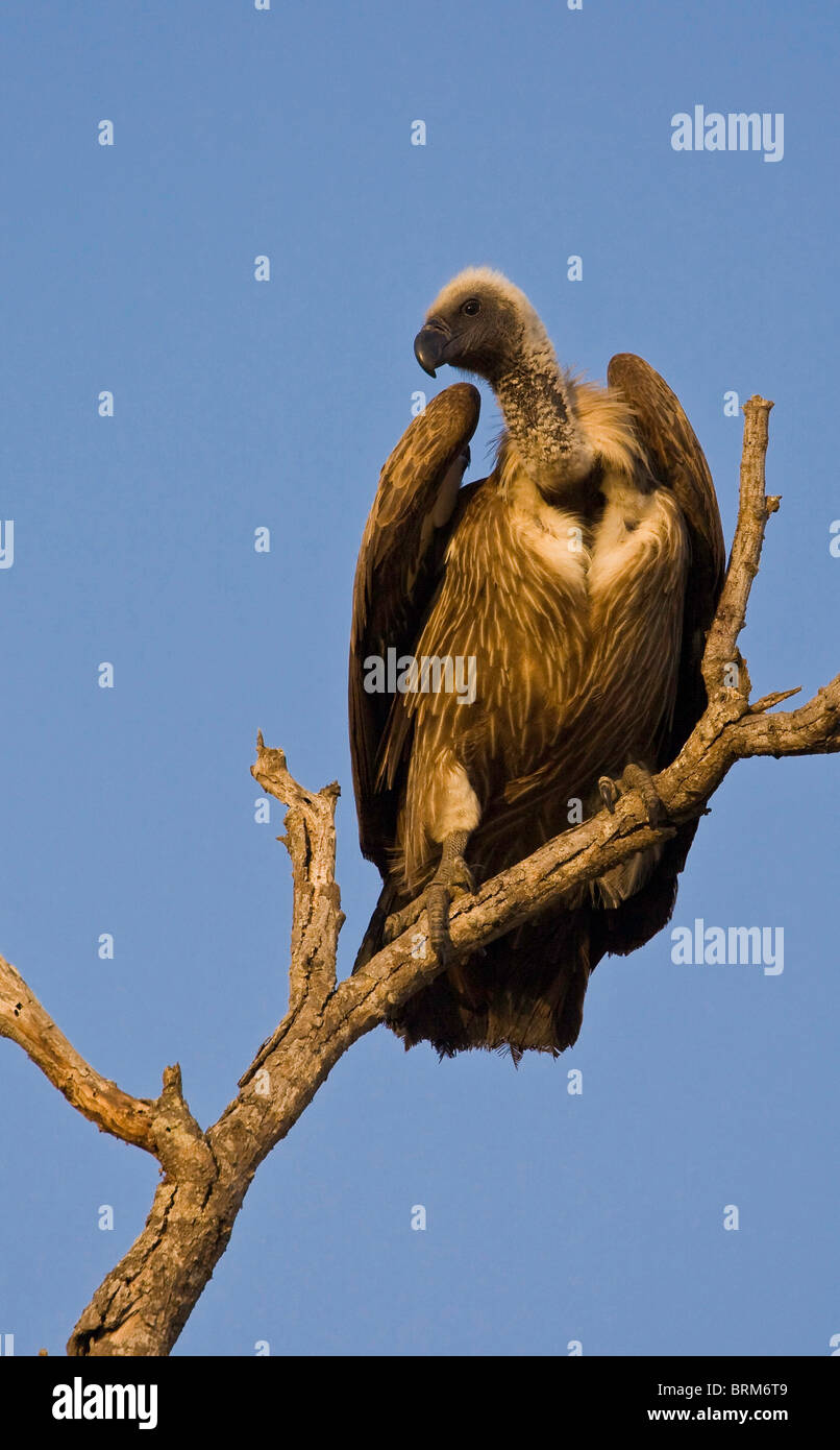 Small Vulture