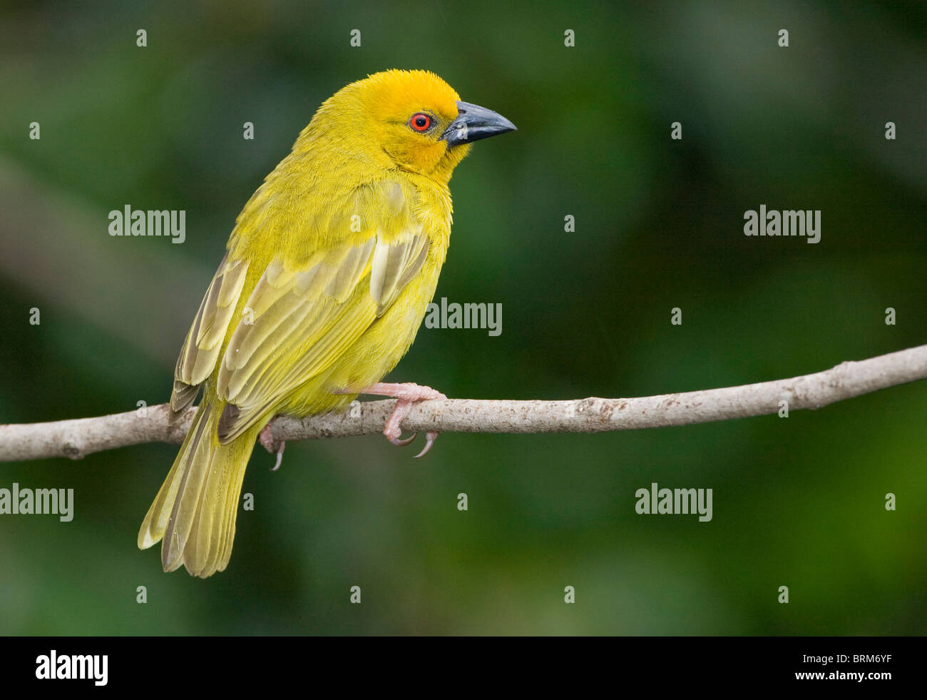 Yellow weaver hi-res stock photography and images - Alamy