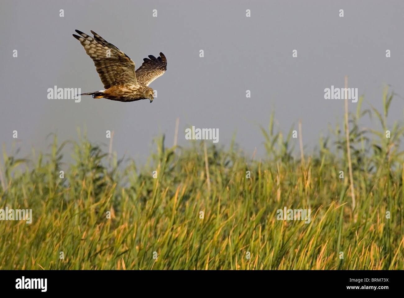 Flying harrier hi-res stock photography and images - Alamy