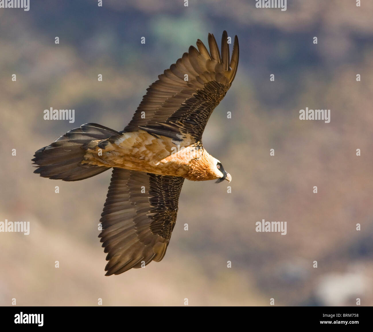 Bearded vulture in flight Stock Photo - Alamy