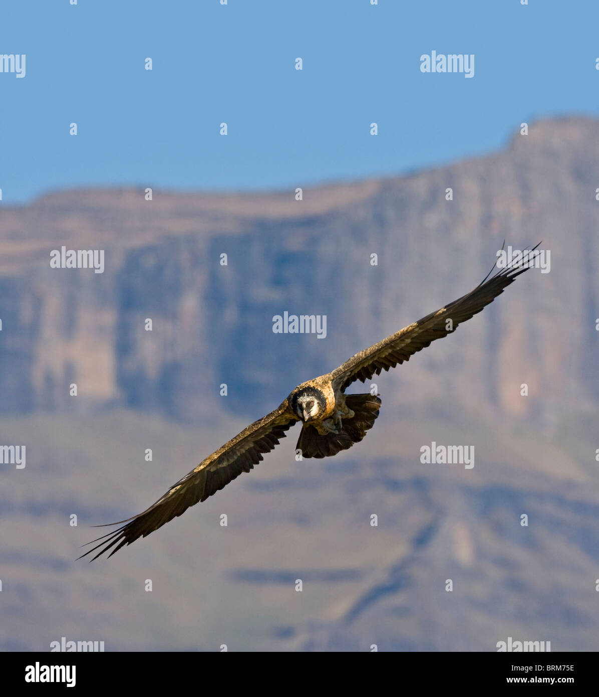 Bearded vulture in flight Stock Photo - Alamy