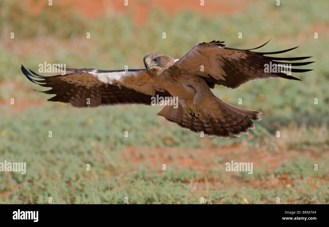 Booted eagle flight hi-res stock photography and images - Alamy
