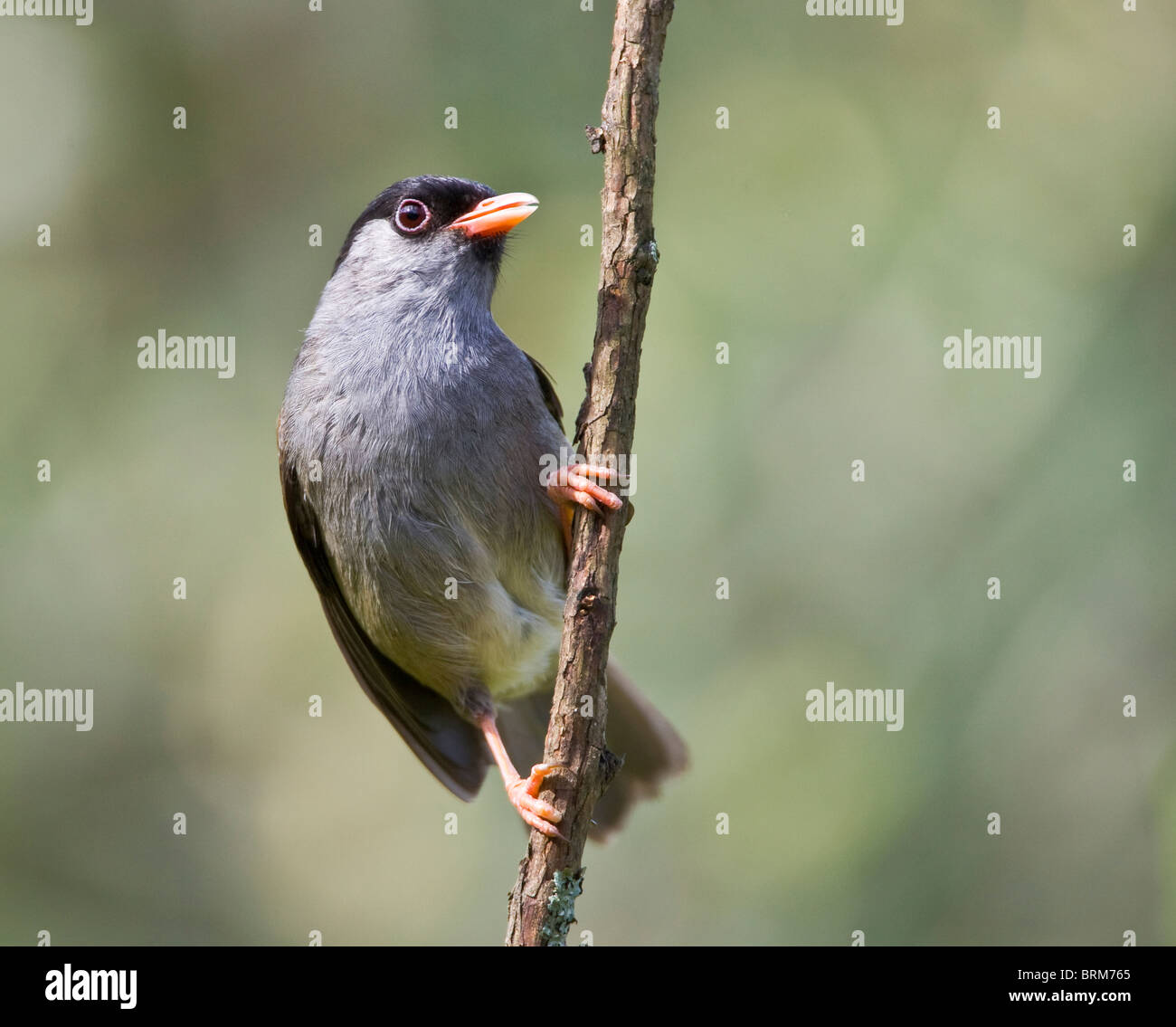 Blackcap hi-res stock photography and images - Alamy