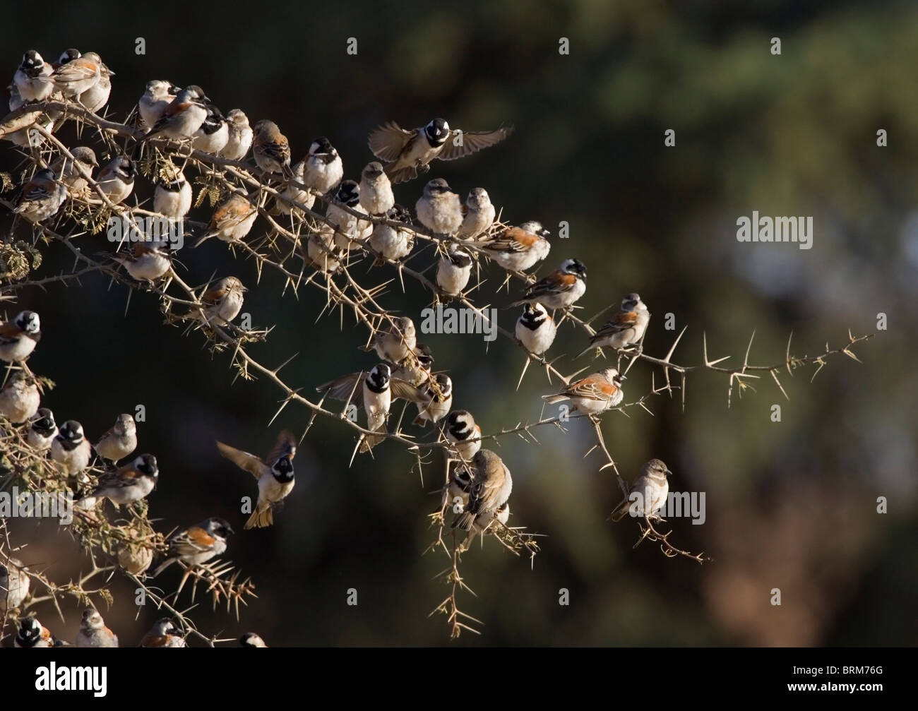 Cape sparrows south africa hi-res stock photography and images - Alamy