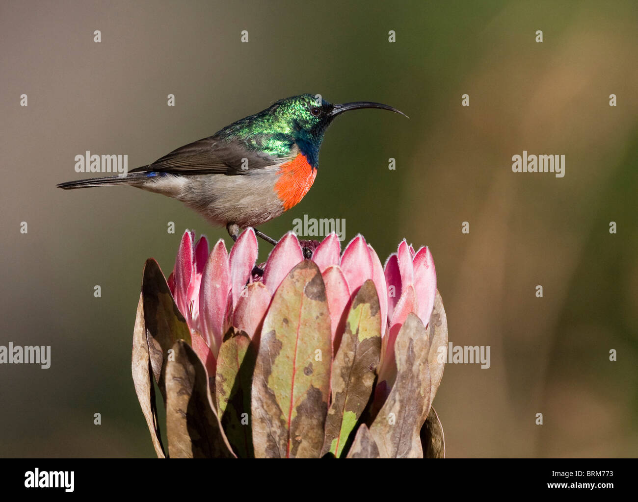 Collared sunbird hi-res stock photography and images - Alamy