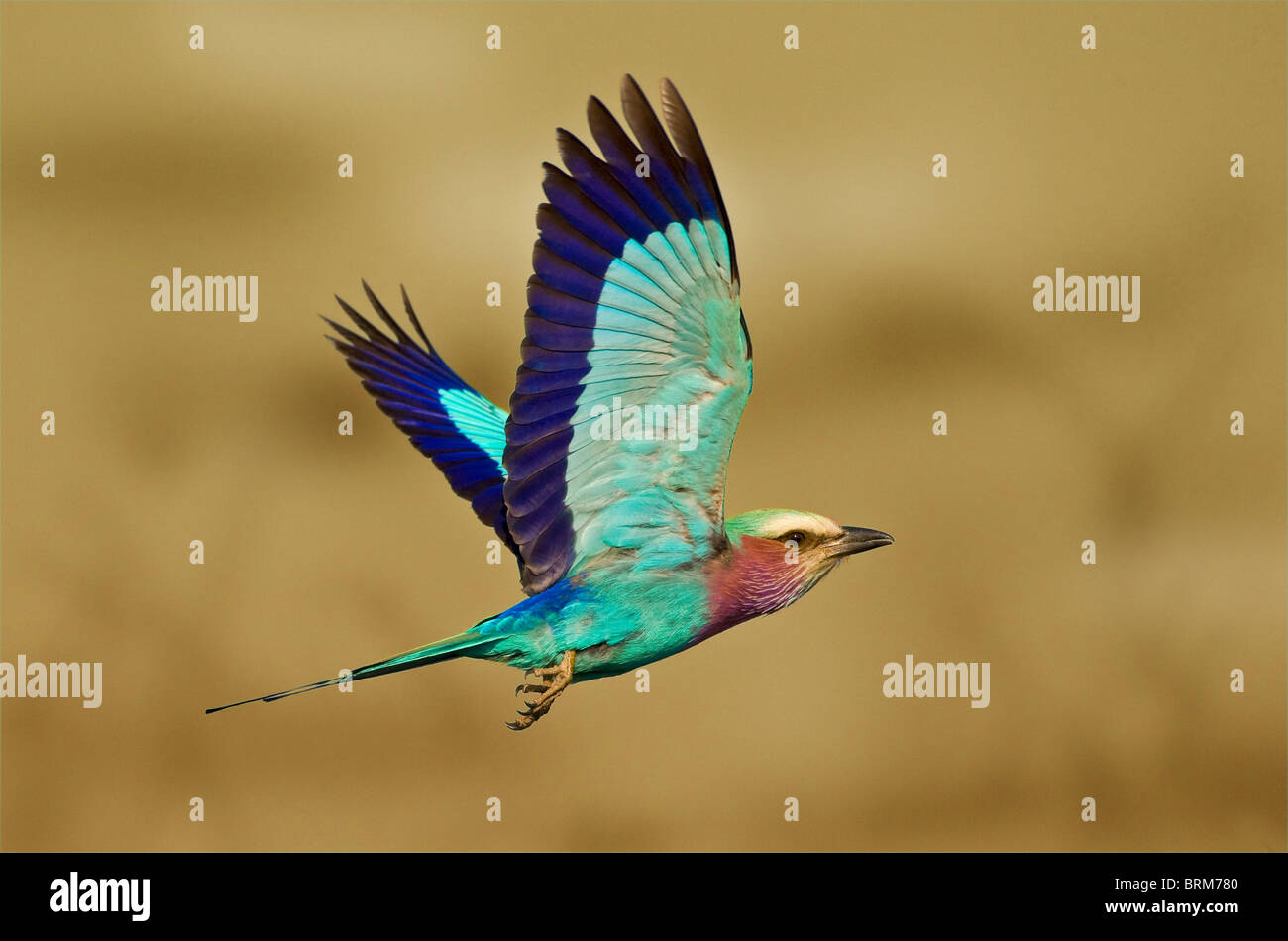 Lilac-breasted roller in flight Stock Photo - Alamy