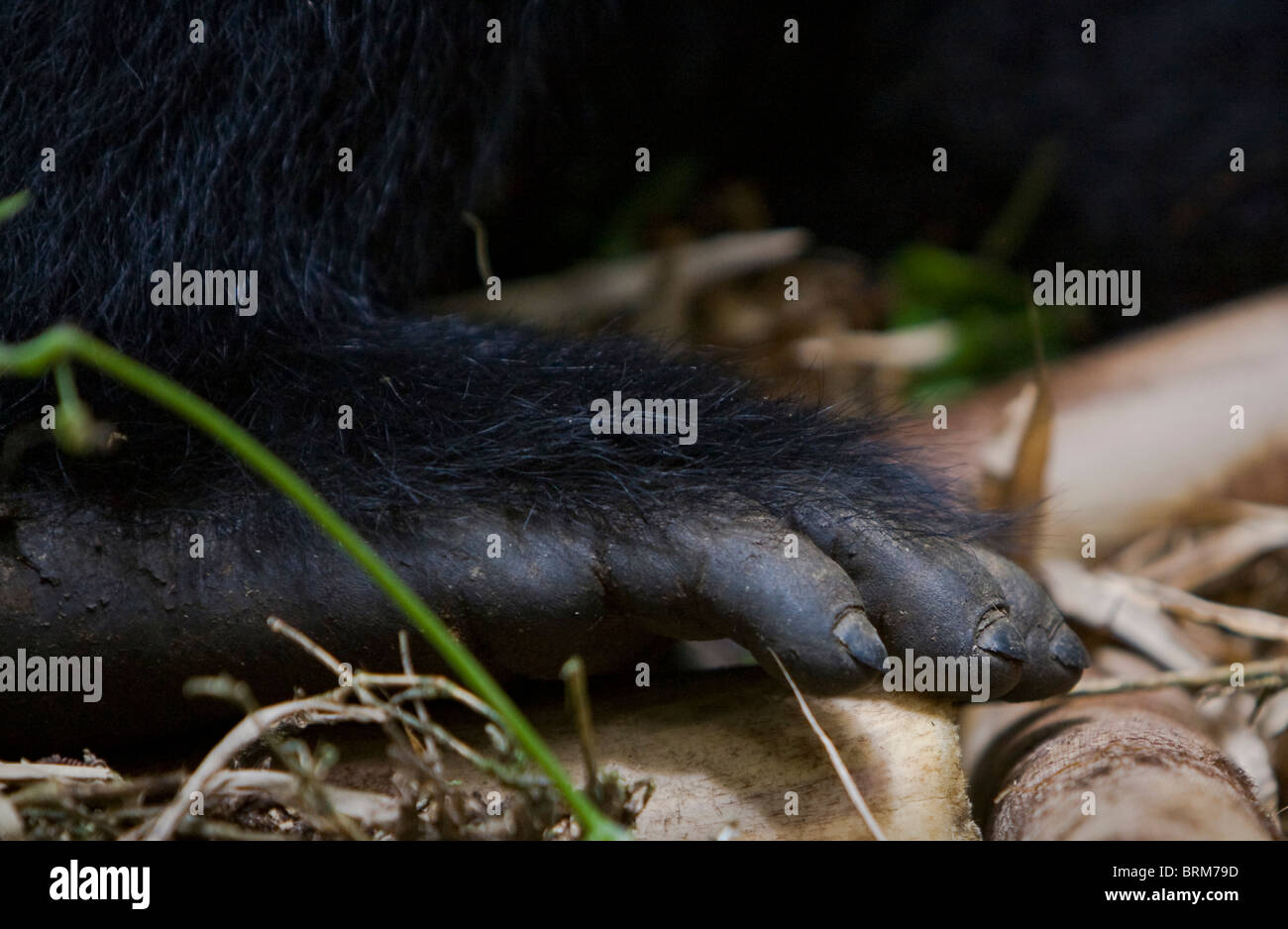 Primate toes hi-res stock photography and images - Alamy