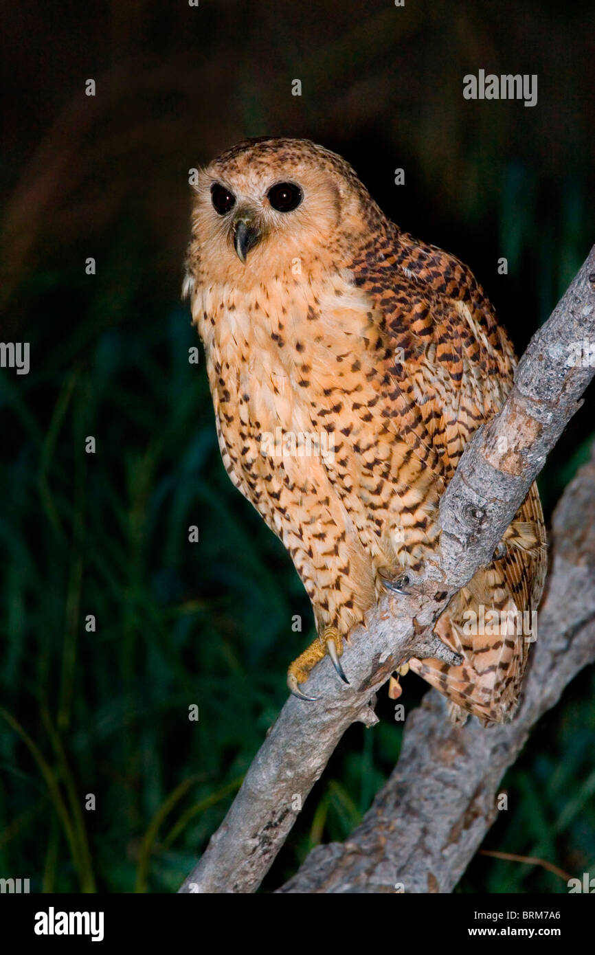 Pel's fishing owl at night Stock Photo - Alamy