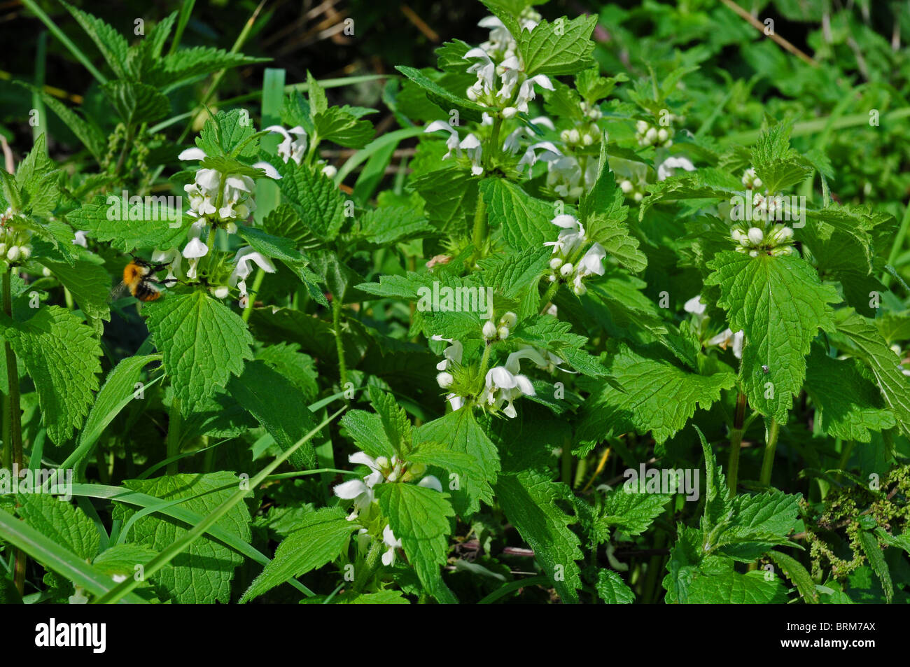 White Dead Nettle Lamium album with visiting bee Stock Photo - Alamy