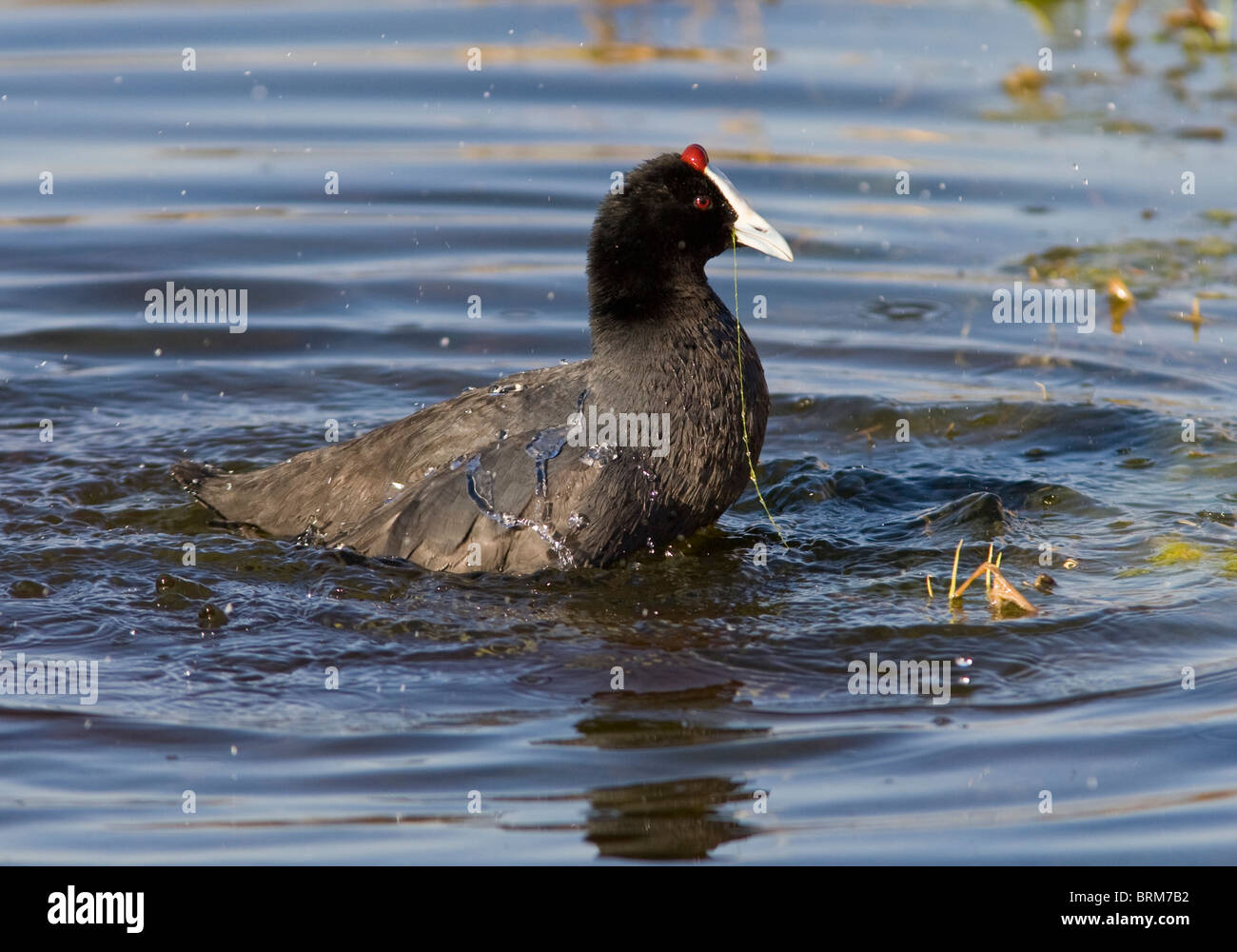 Coot like hi-res stock photography and images - Alamy