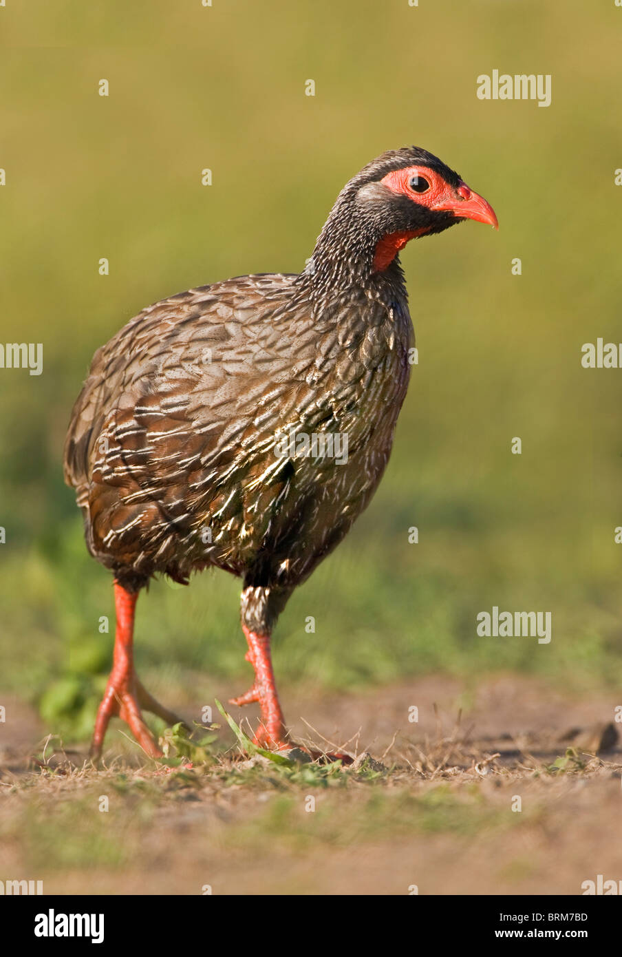 Red necked spurfowl south africa hi-res stock photography and images ...