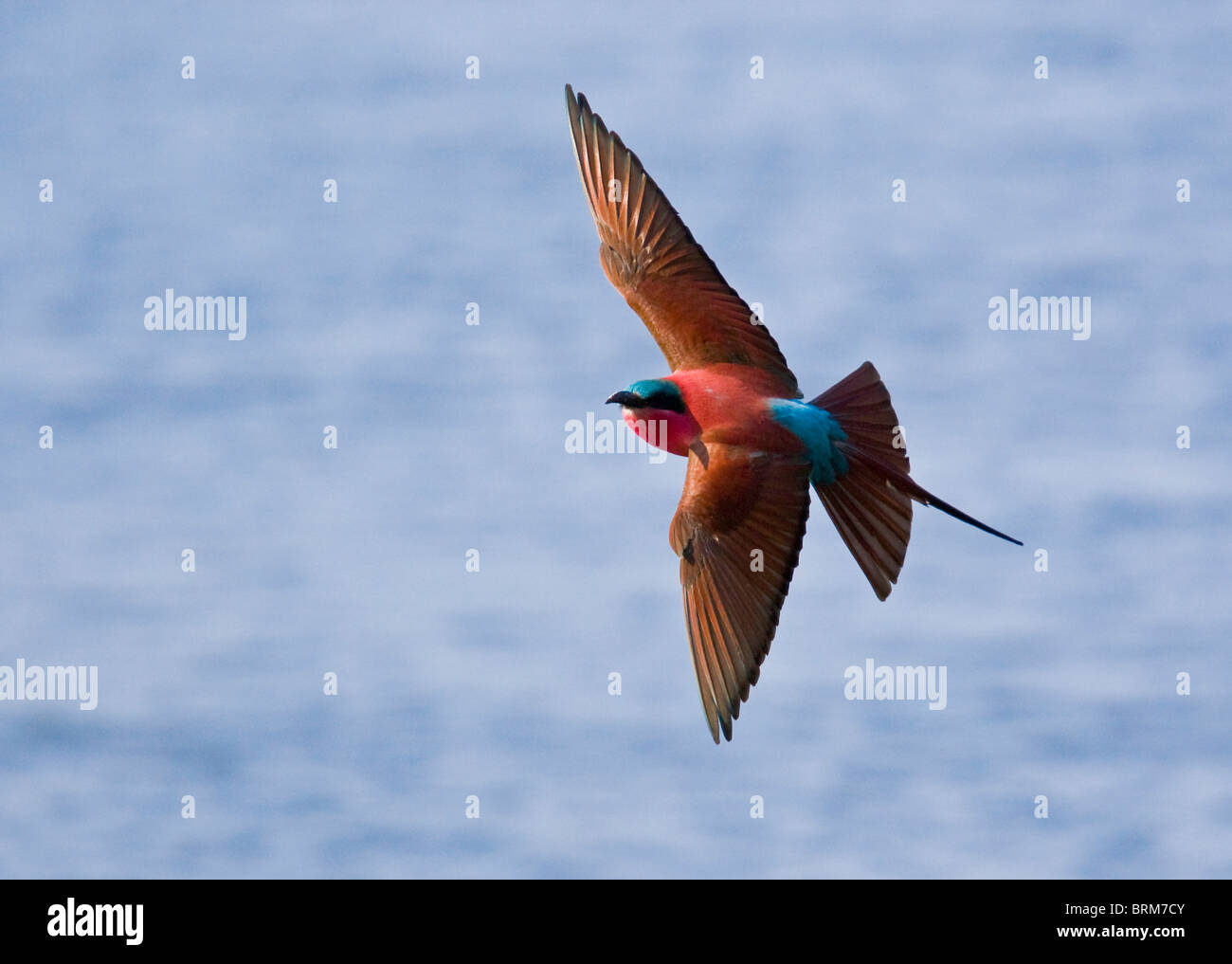 Carmine bee eater botswana hi-res stock photography and images - Alamy
