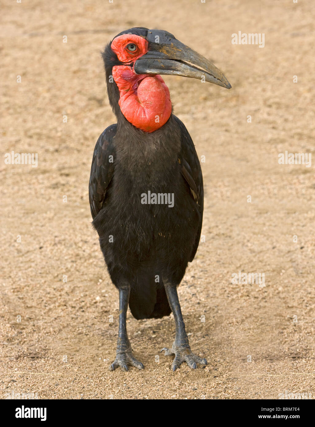 Southern ground hornbill Stock Photo - Alamy