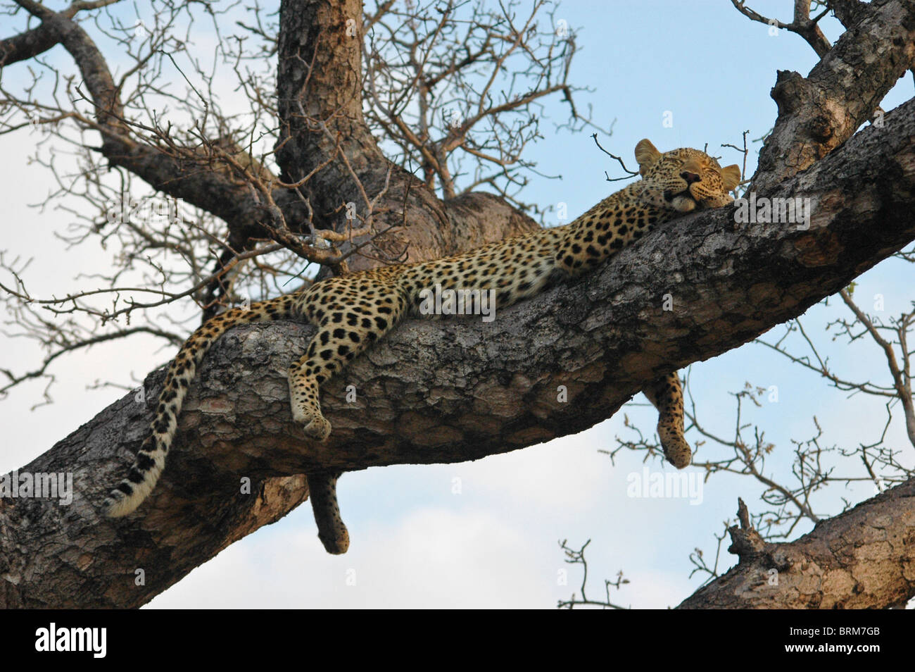 Leopard resting high up in a tree on a thick branch Stock Photo - Alamy