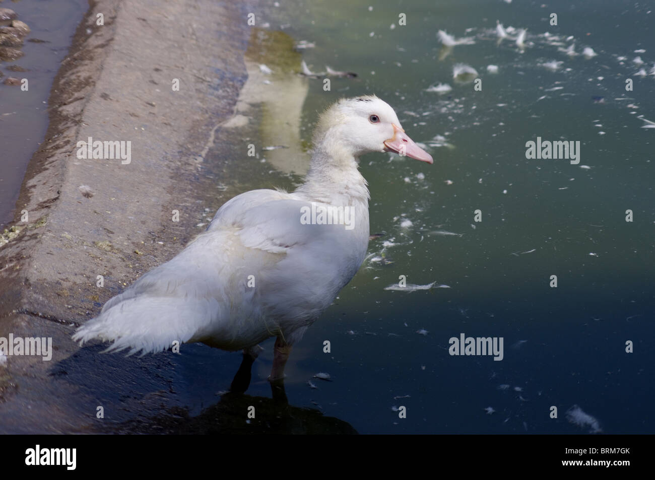 White duckling hi-res stock photography and images - Alamy