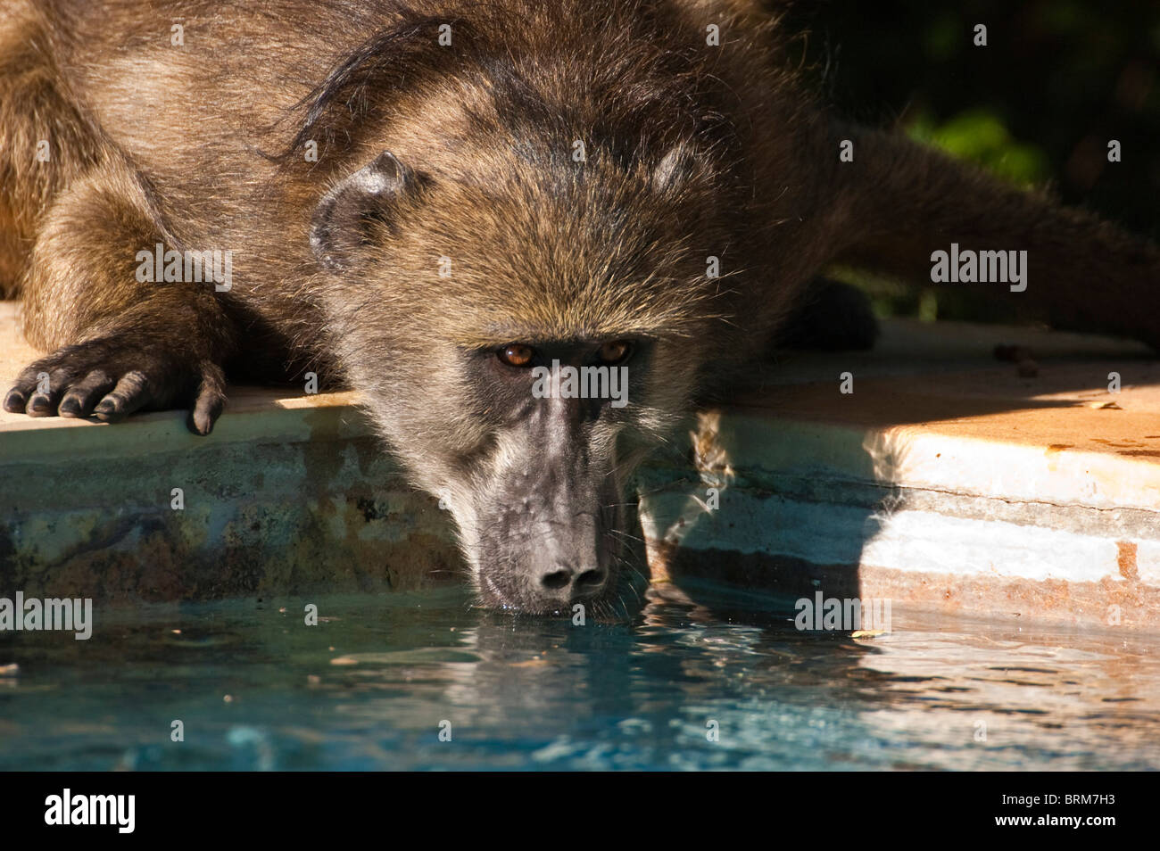 Monkey swimming pool hi-res stock photography and images - Alamy