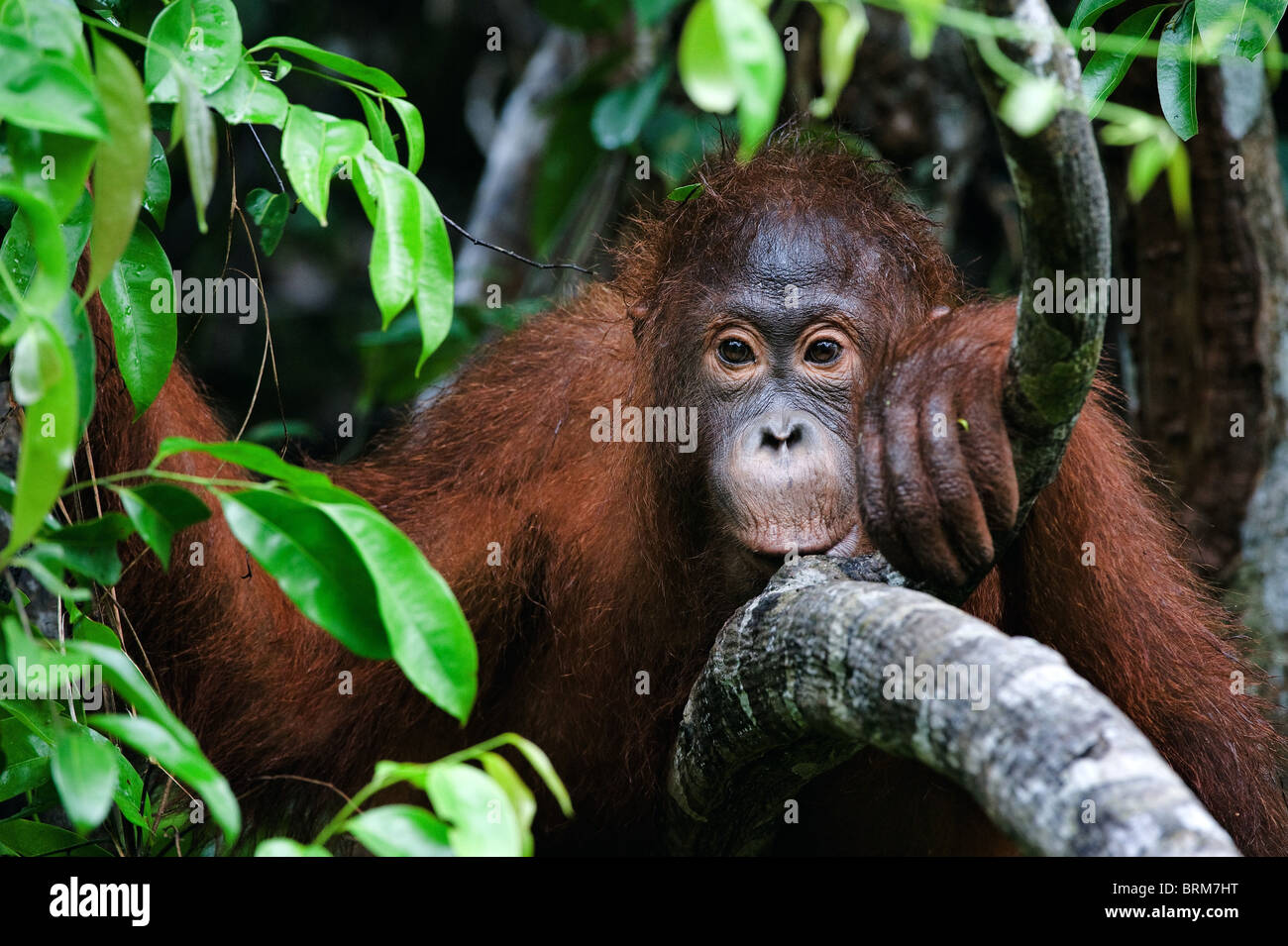 Portrait of a little Orangutan Stock Photo - Alamy