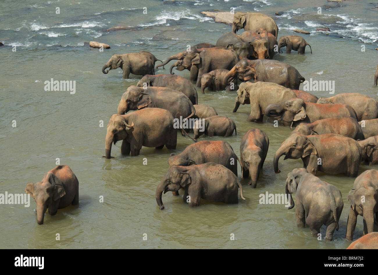 A herd of elephants in the Ma Oya river of Sri Lanka Stock Photo - Alamy