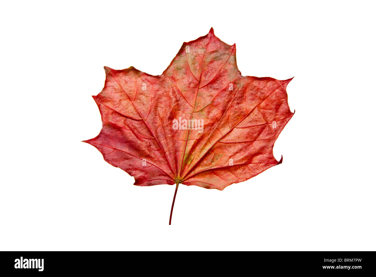Bronze autumn Sycamore leaf (Acer pseudoplatanus) on a white background ...
