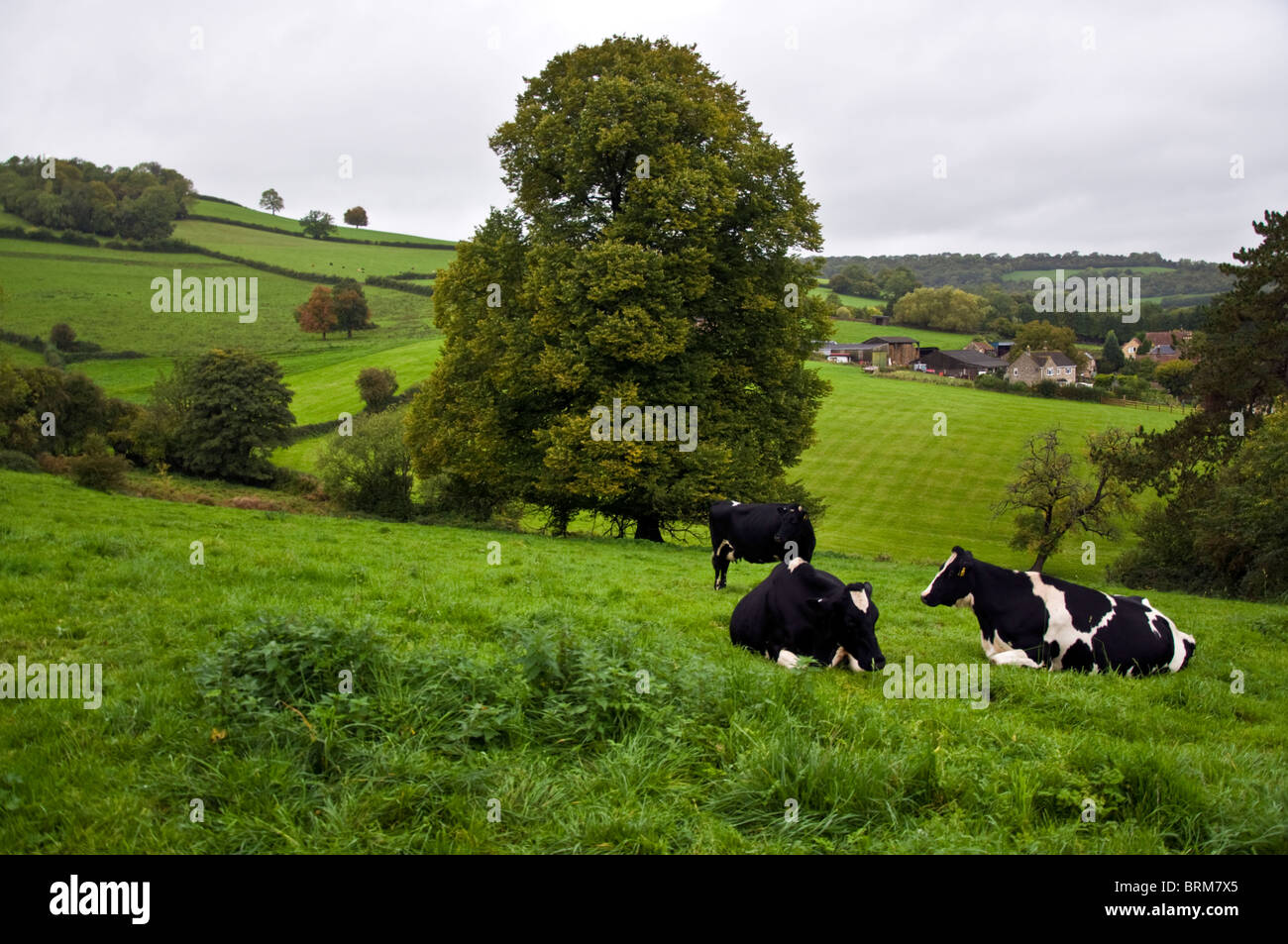 Cows in a field Stock Photo - Alamy