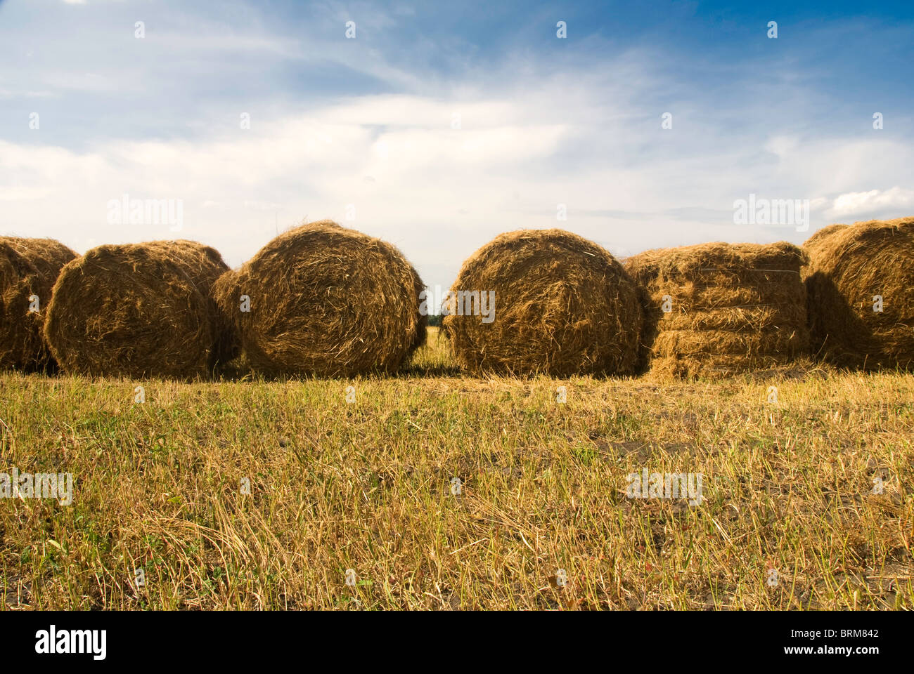 Hay Bales in Field Stock Photo - Alamy